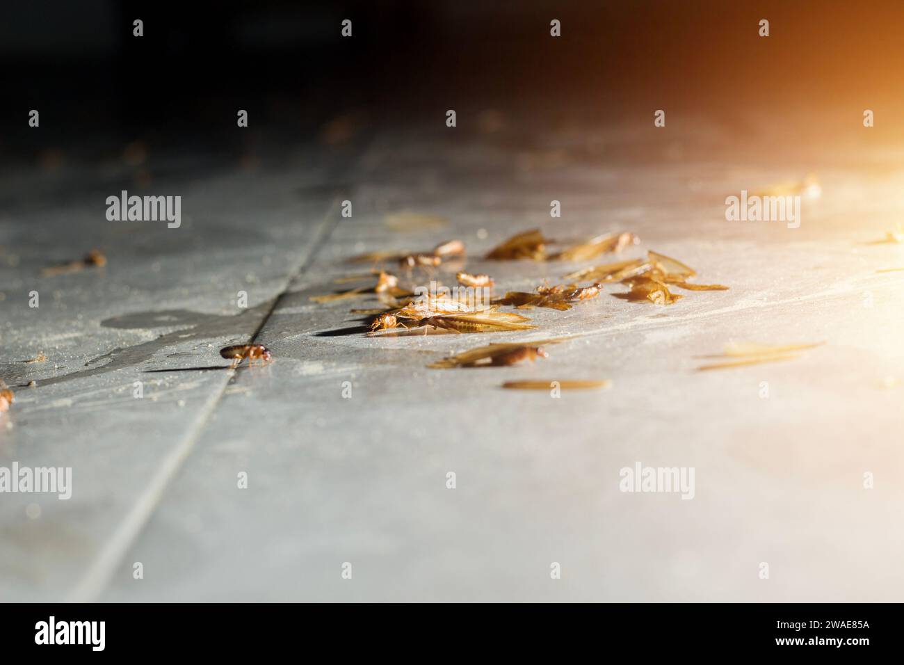 termites or moths on the floor appear when there is light at night ...