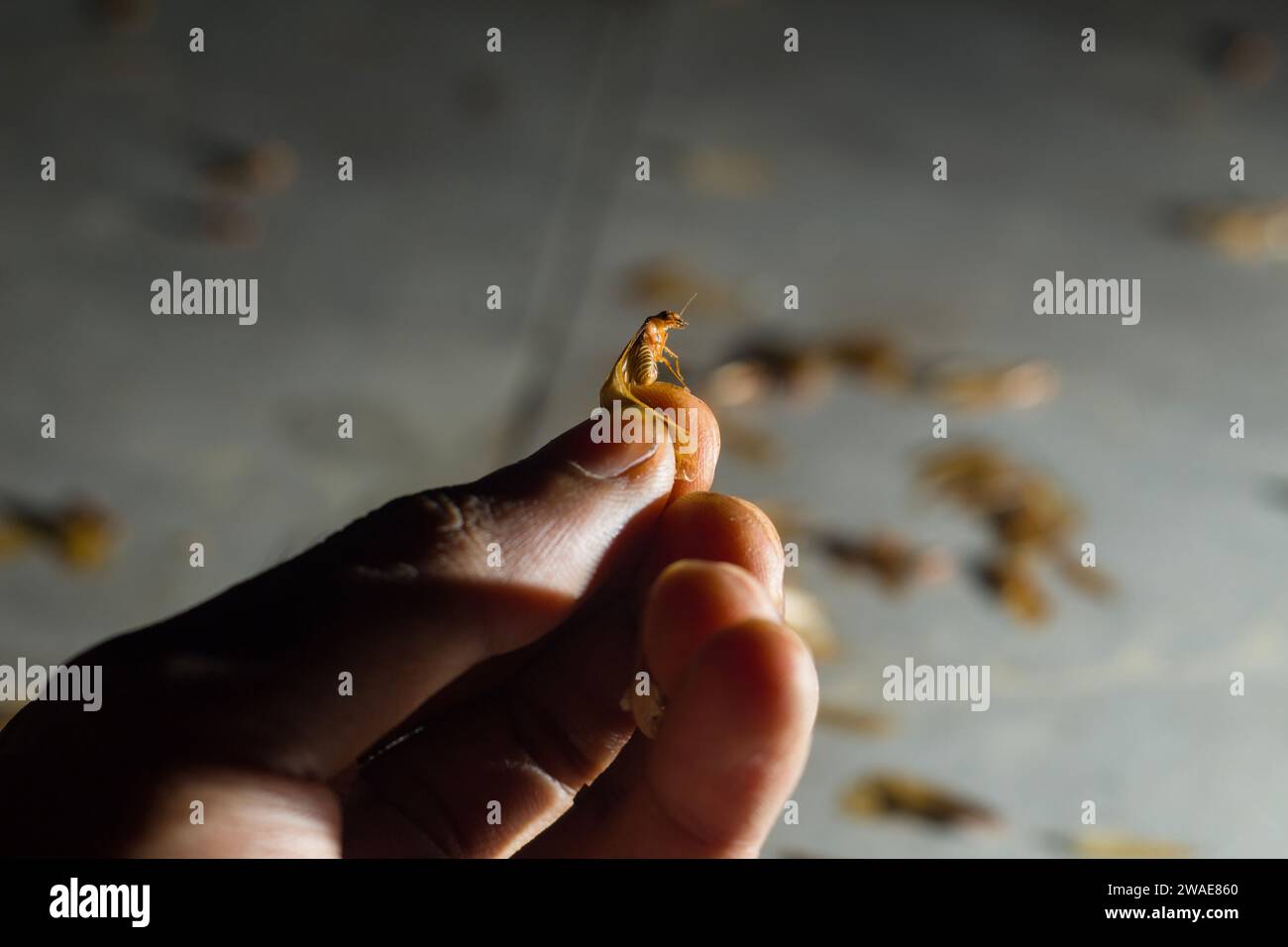 Asian moths hi-res stock photography and images - Alamy