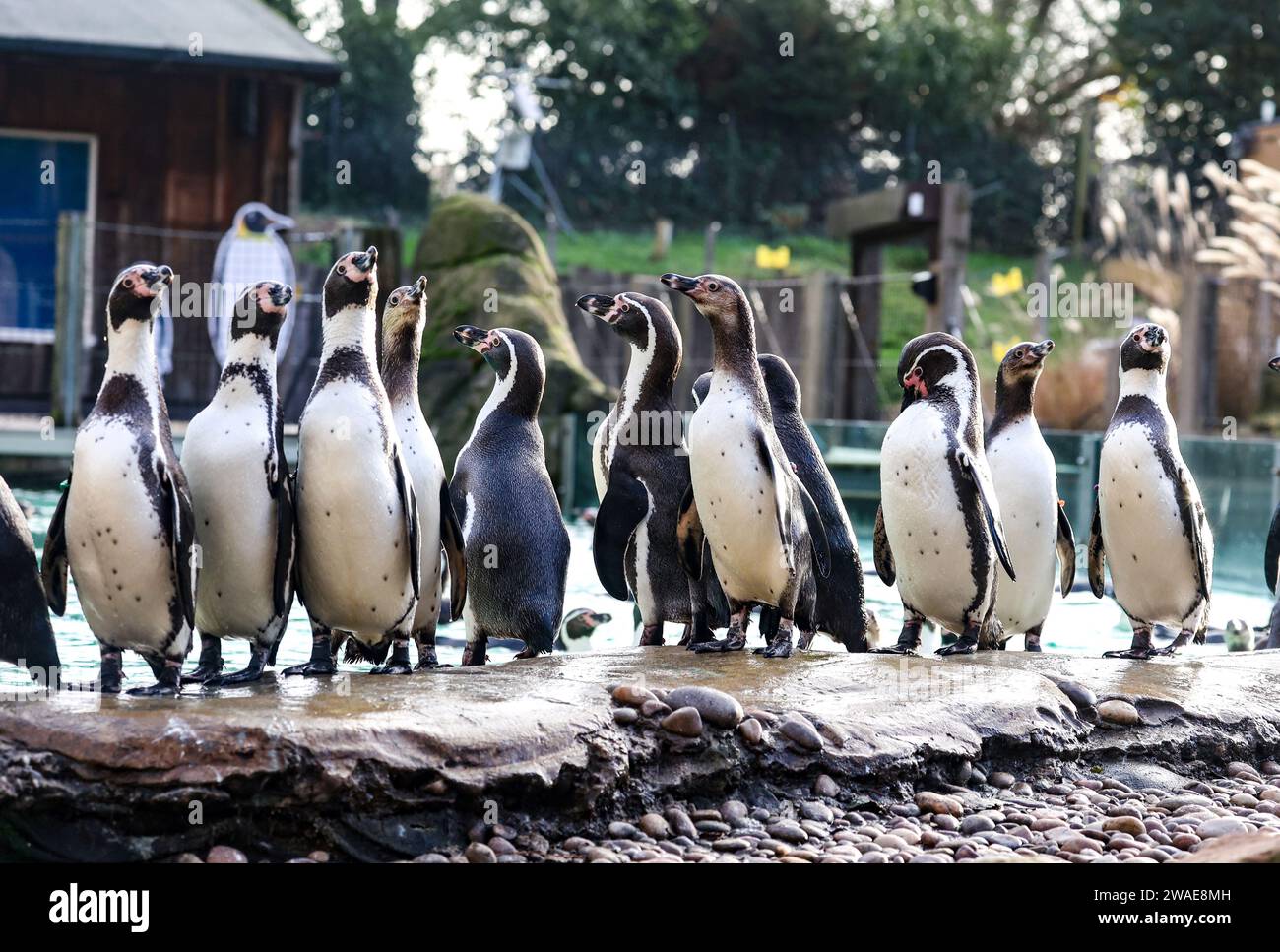 London, UK. 03rd Jan, 2024. Humboldt Penguins seen during the Annual ...