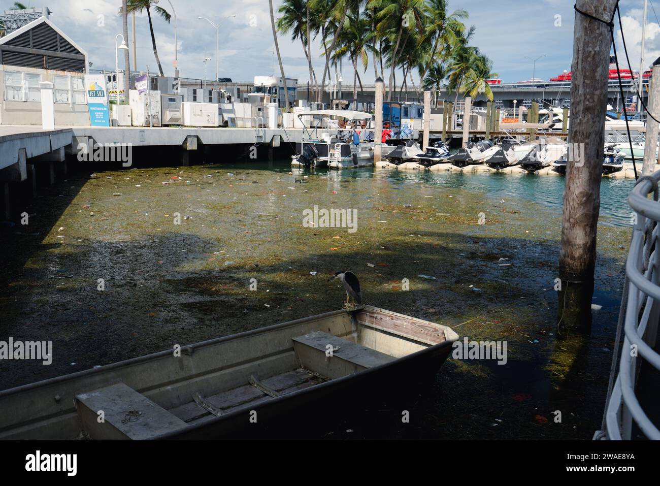 Picture of trash in water at Bayfront Park in Miami Florida Stock Photo ...