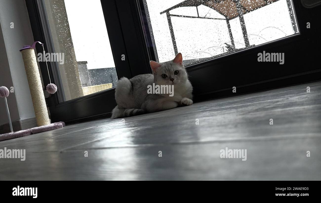 British shorthair chinchilla cat , silver , tomcat , Tommy Stock Photo ...