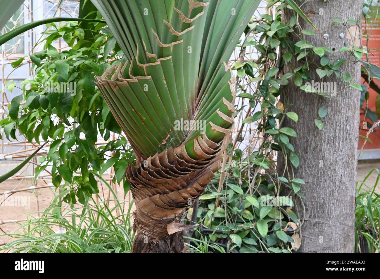 A majestic palm tree stands tall with abundant, lush leaves creating a ...
