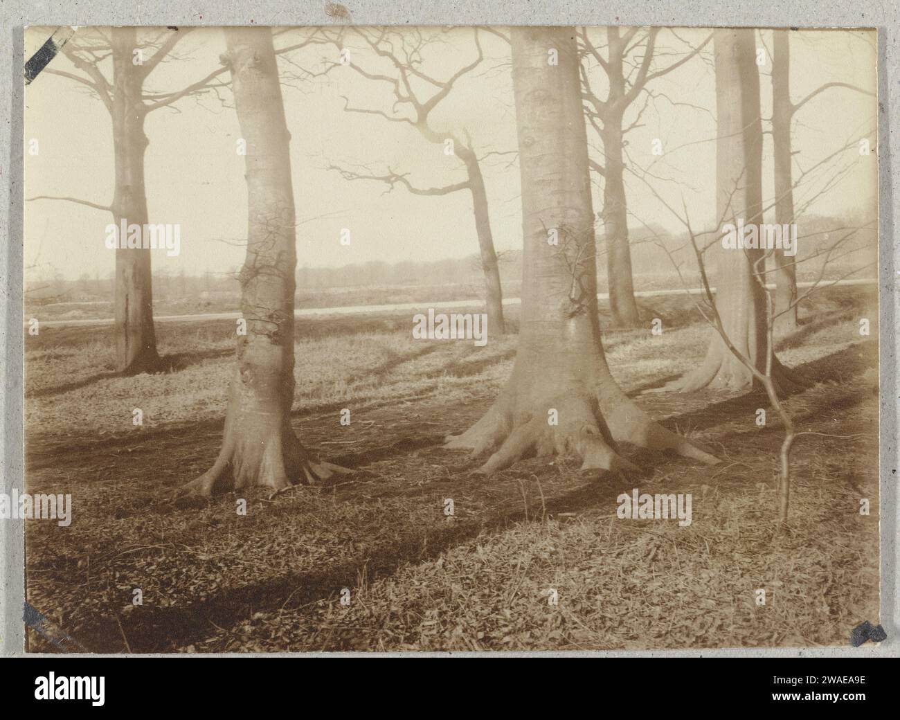Face in the Hague Bos, 1923 photograph Netherlands photographic support ...