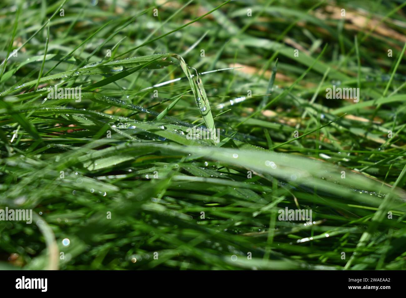 A high-resolution close up photograph of a vibrant green grassy field ...