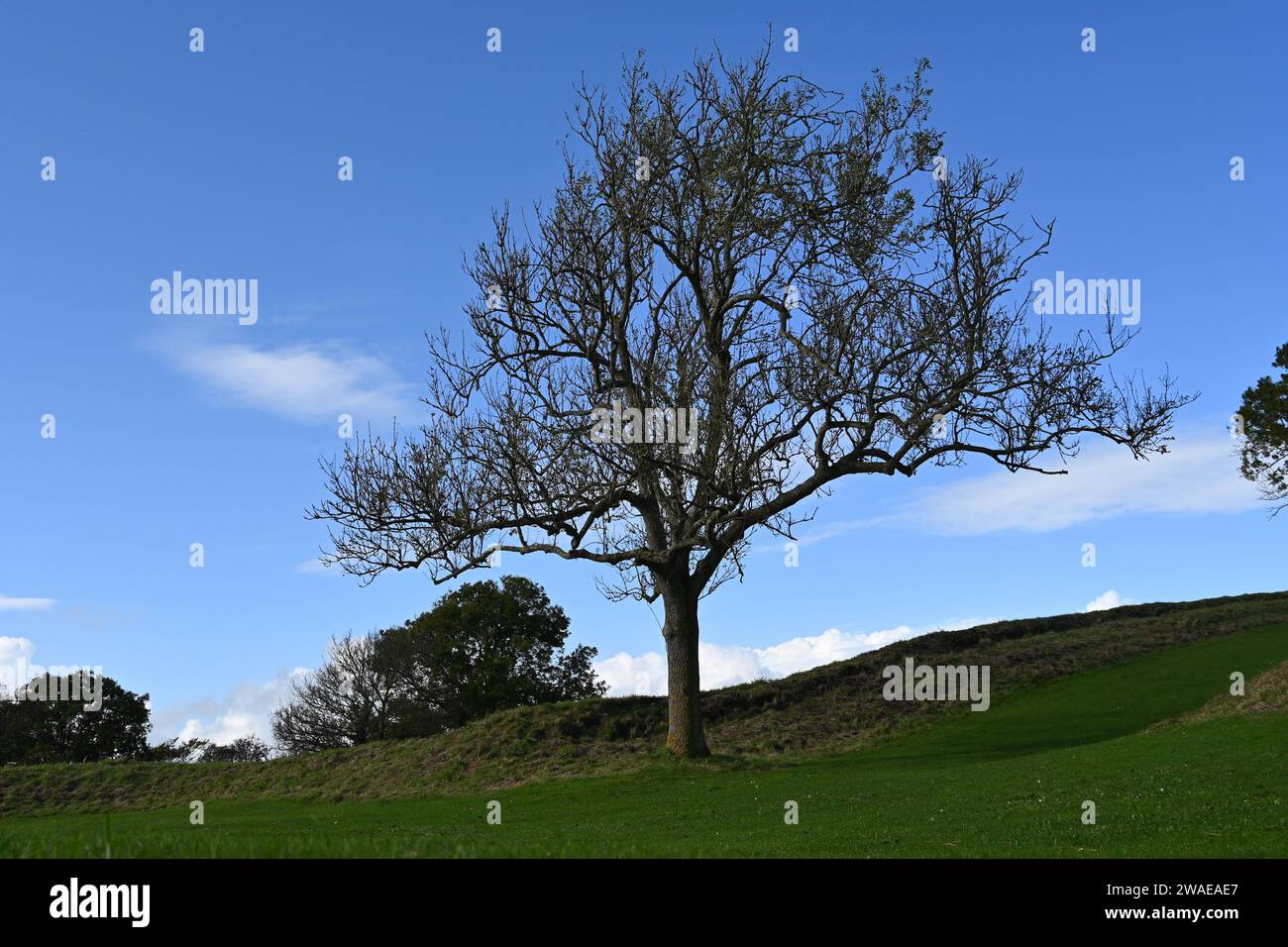 A majestic tree stands in a lush grassy field, showcasing its grandeur ...