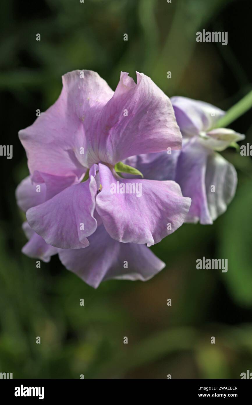 Purple sweet pea, Lathyrus odoratus of unknown variety, flowers in ...