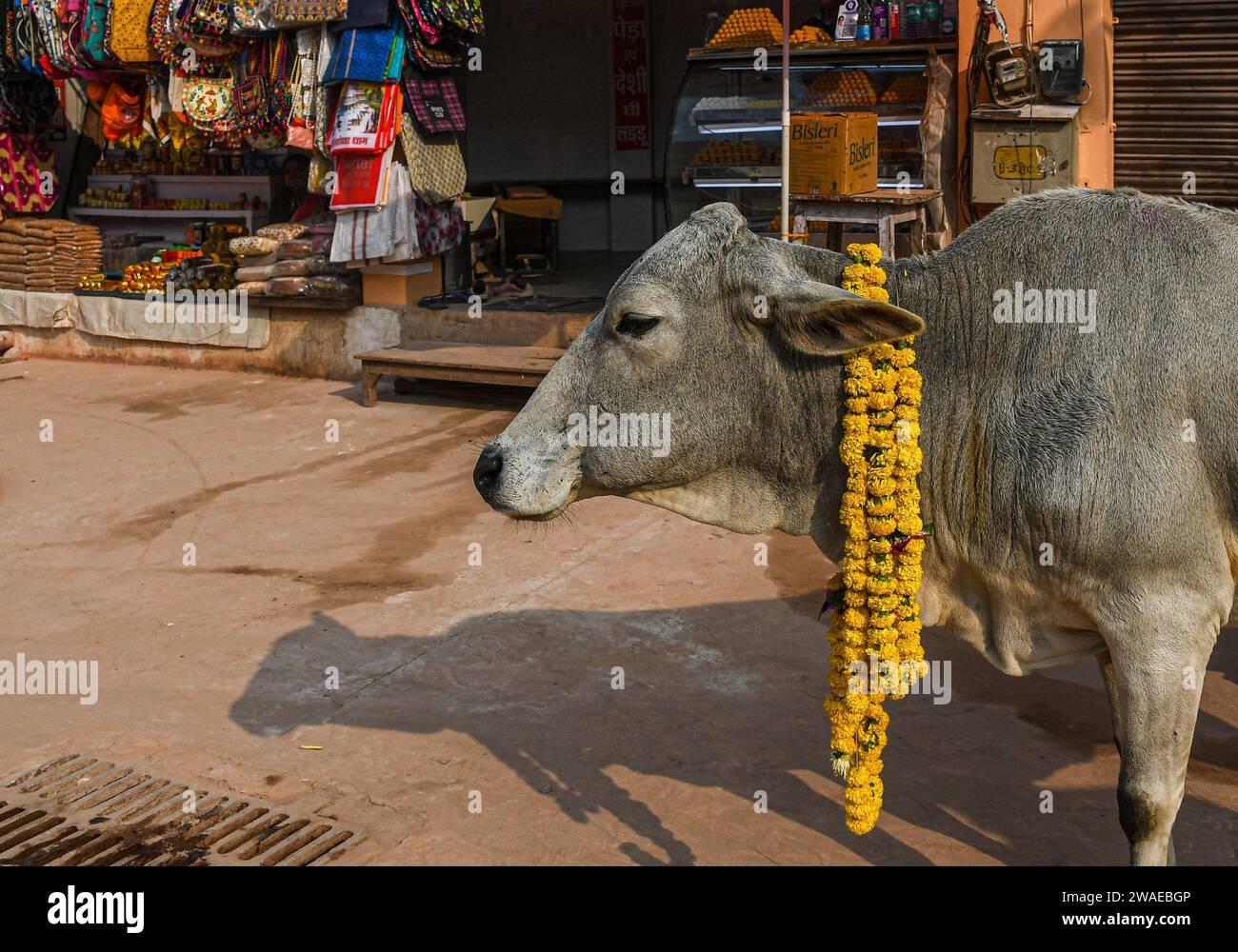 Ayodhya, India. 26th Dec, 2023. A cow seen with a garland of flowers in ...