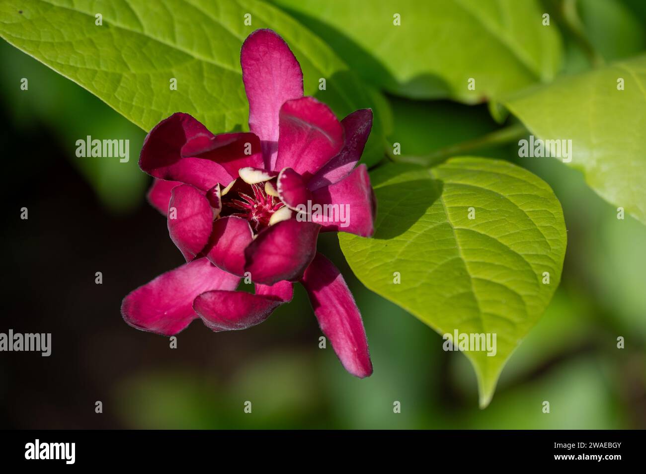 Sweet shrub hi-res stock photography and images - Alamy