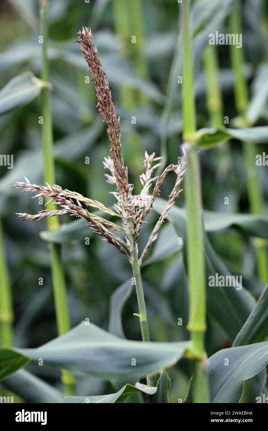 Sweetcorn, Zea mays, of unknown variety, male flower tassels on plant ...