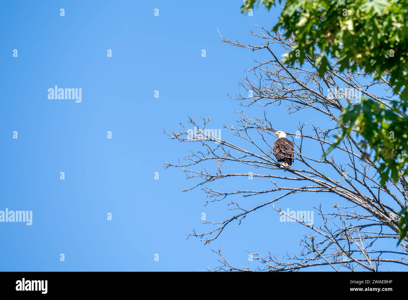 A scenic view of a bald eagle perched on a barren tree branch Stock ...
