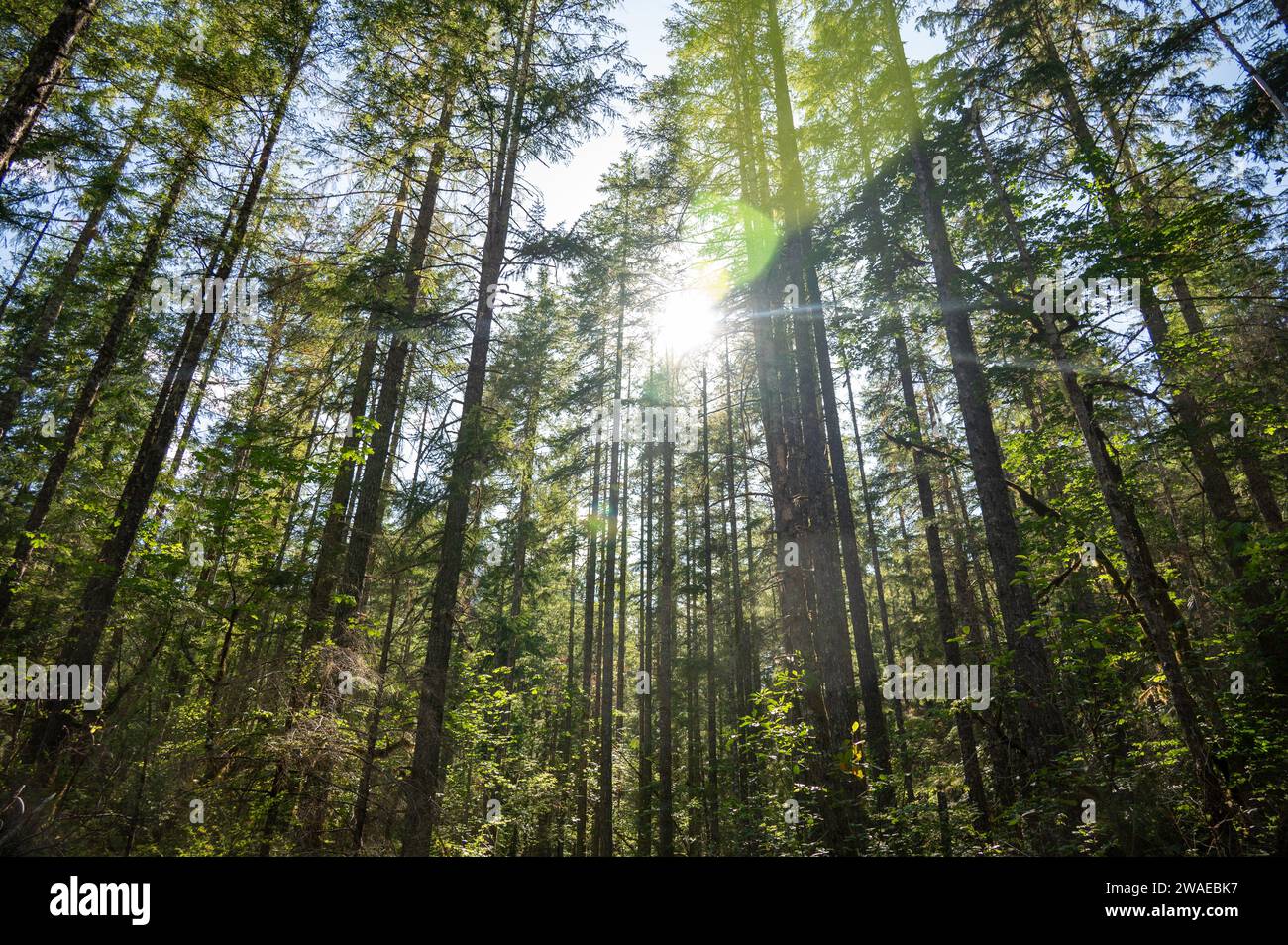 Lush green forest view hi-res stock photography and images - Alamy