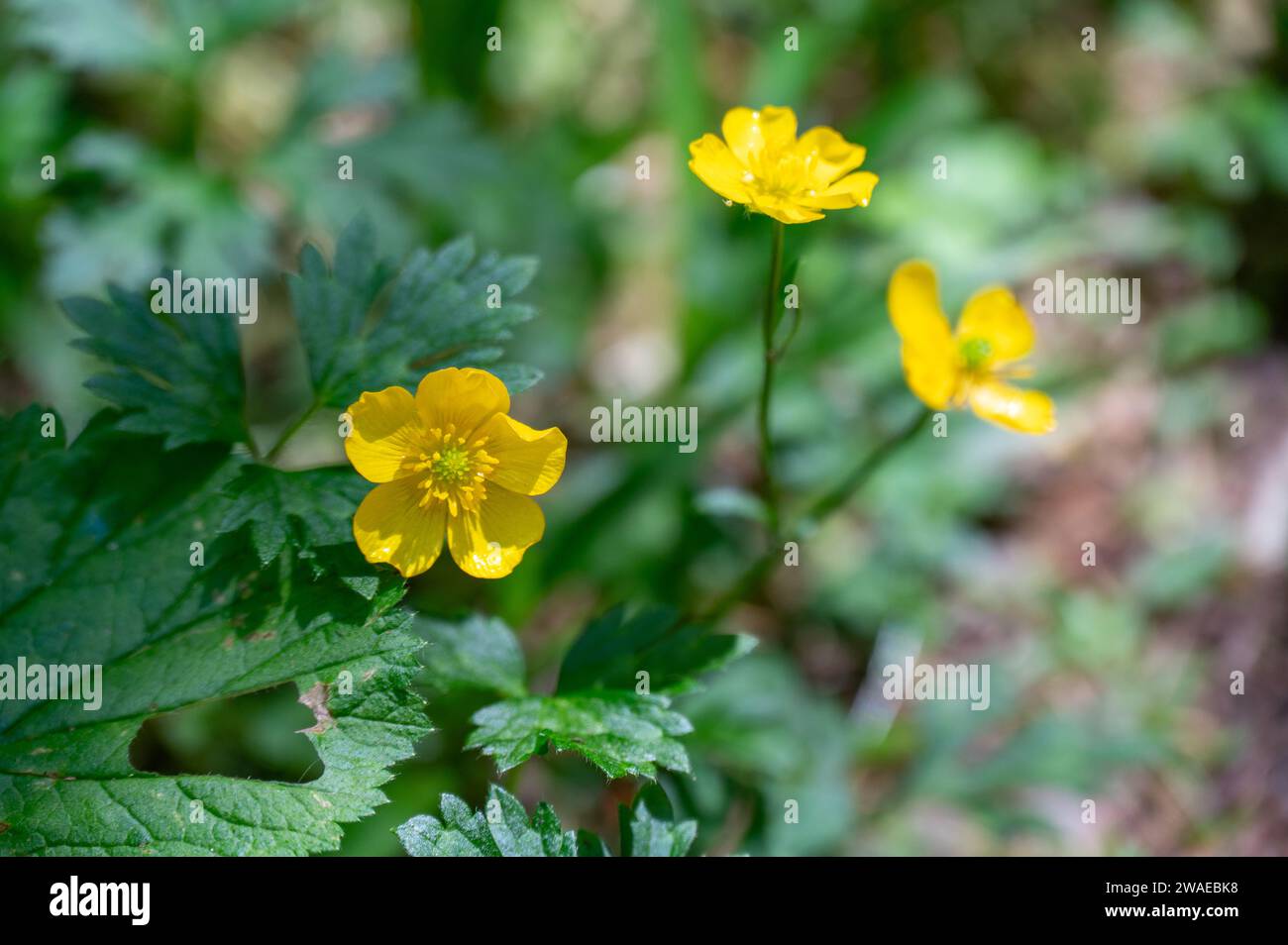 Buttercup shrub hi-res stock photography and images - Alamy
