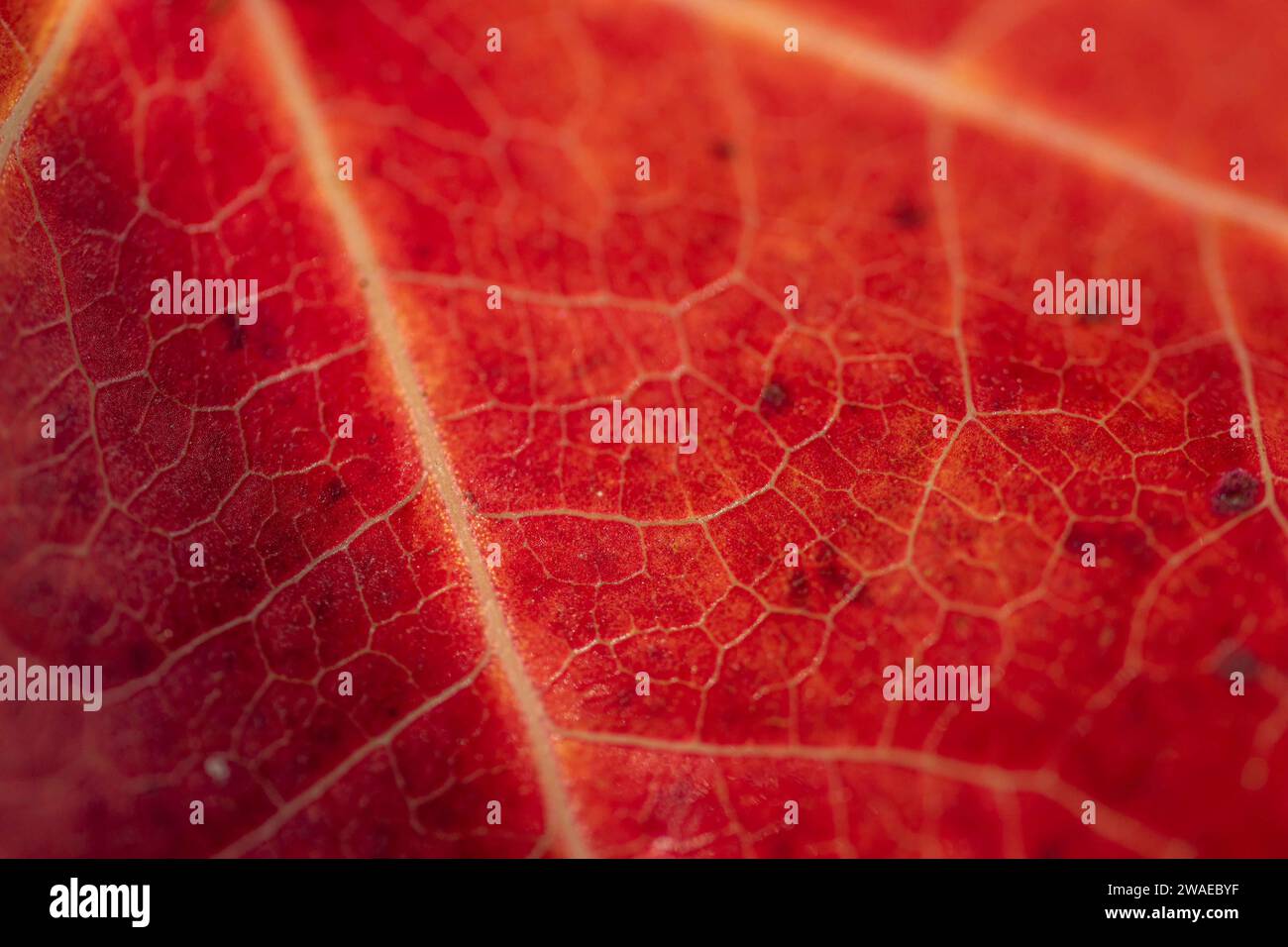 Vivid red veins hi-res stock photography and images - Alamy