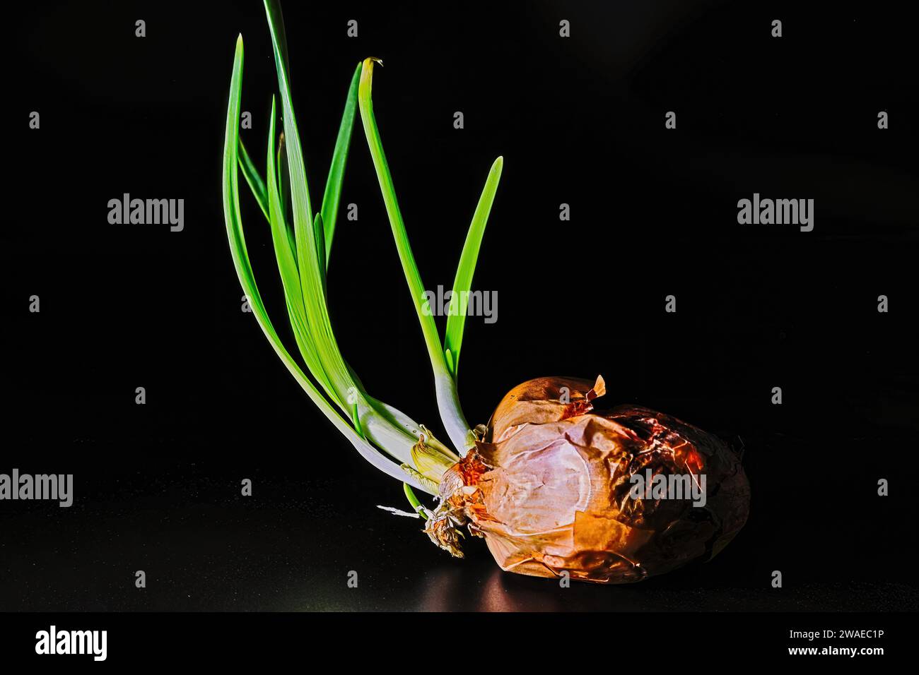 A vibrant onion bulb with a healthy, green shoot emerging from the ...