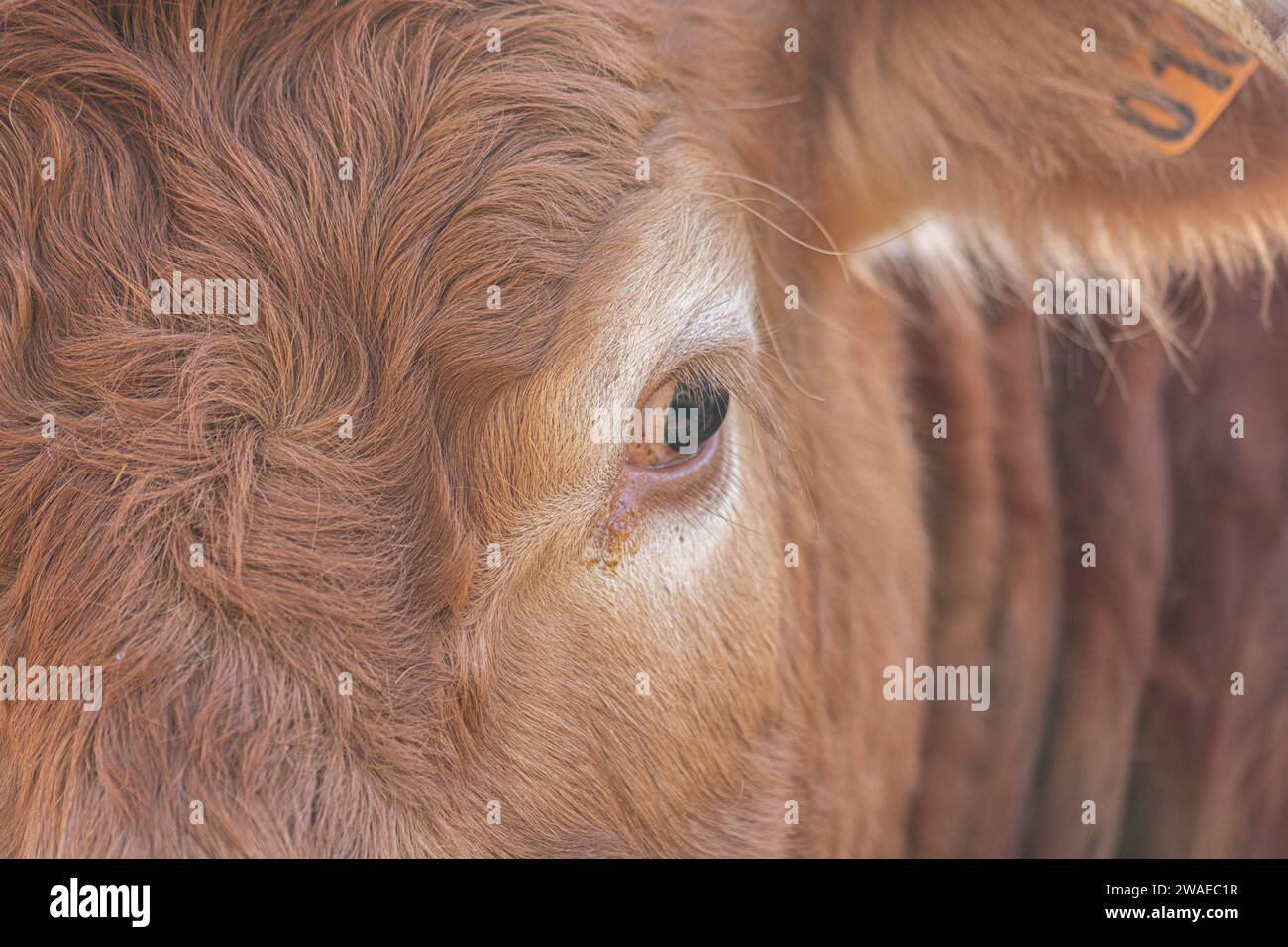 A close-up of the left eye of an ox Stock Photo - Alamy