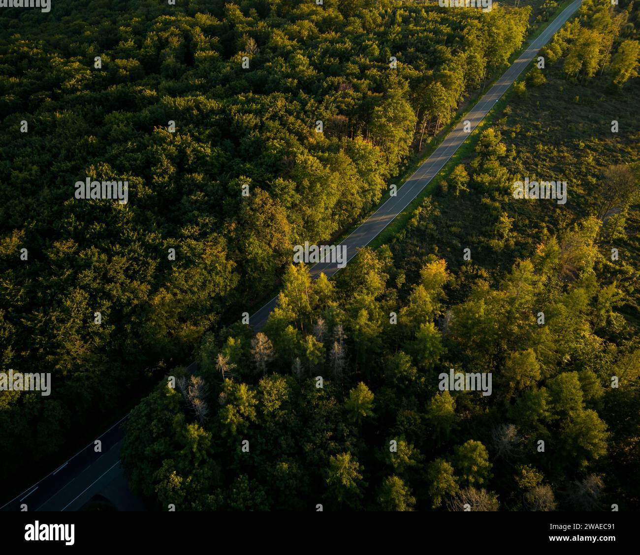 An aerial view of a winding road cutting through lush green forests ...