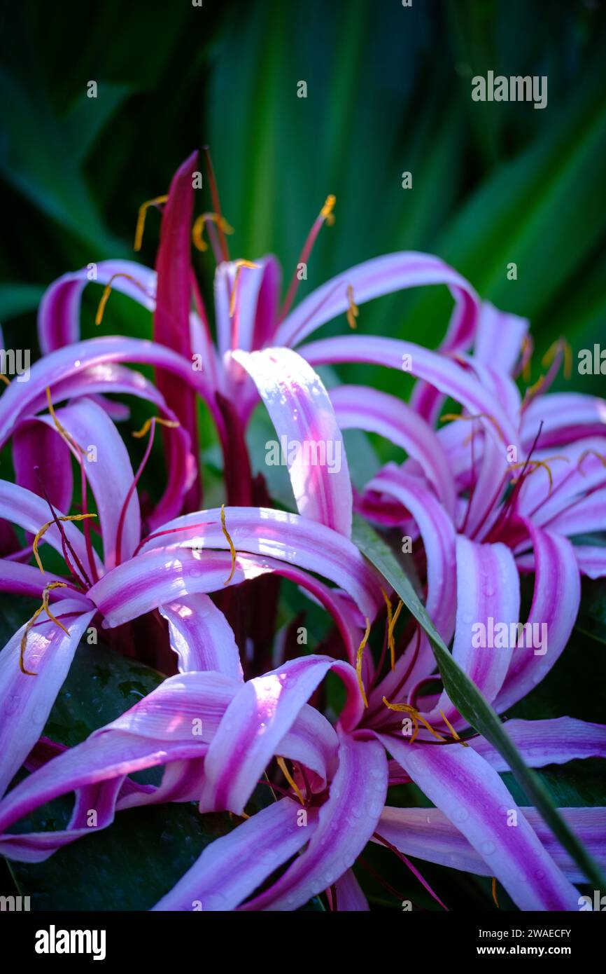 The vibrant crinum flowers blooming in the garden of El Huerto Del Cura ...