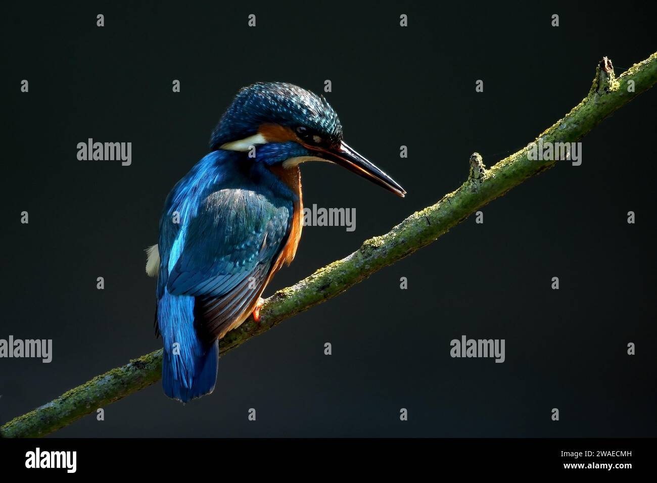 A common kingfisher perched on a tree branch in its natural habitat ...