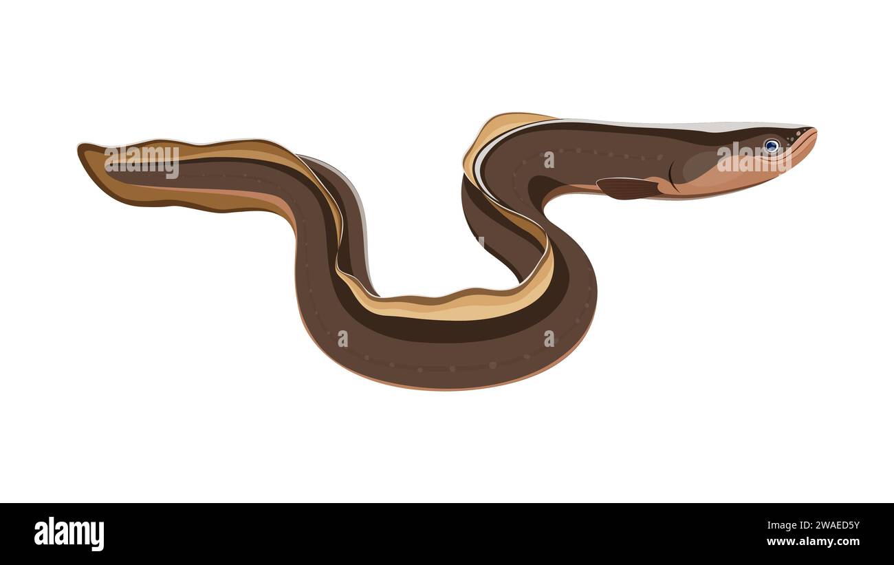 Conger eel freshwater eel Stock Vector Images - Alamy
