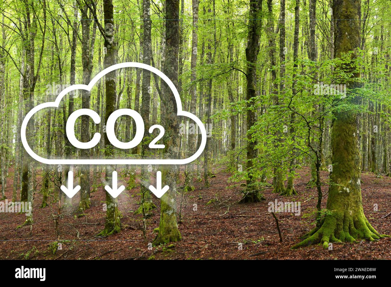 View of a green forest. Concept of CO2 reduction for the environment ...