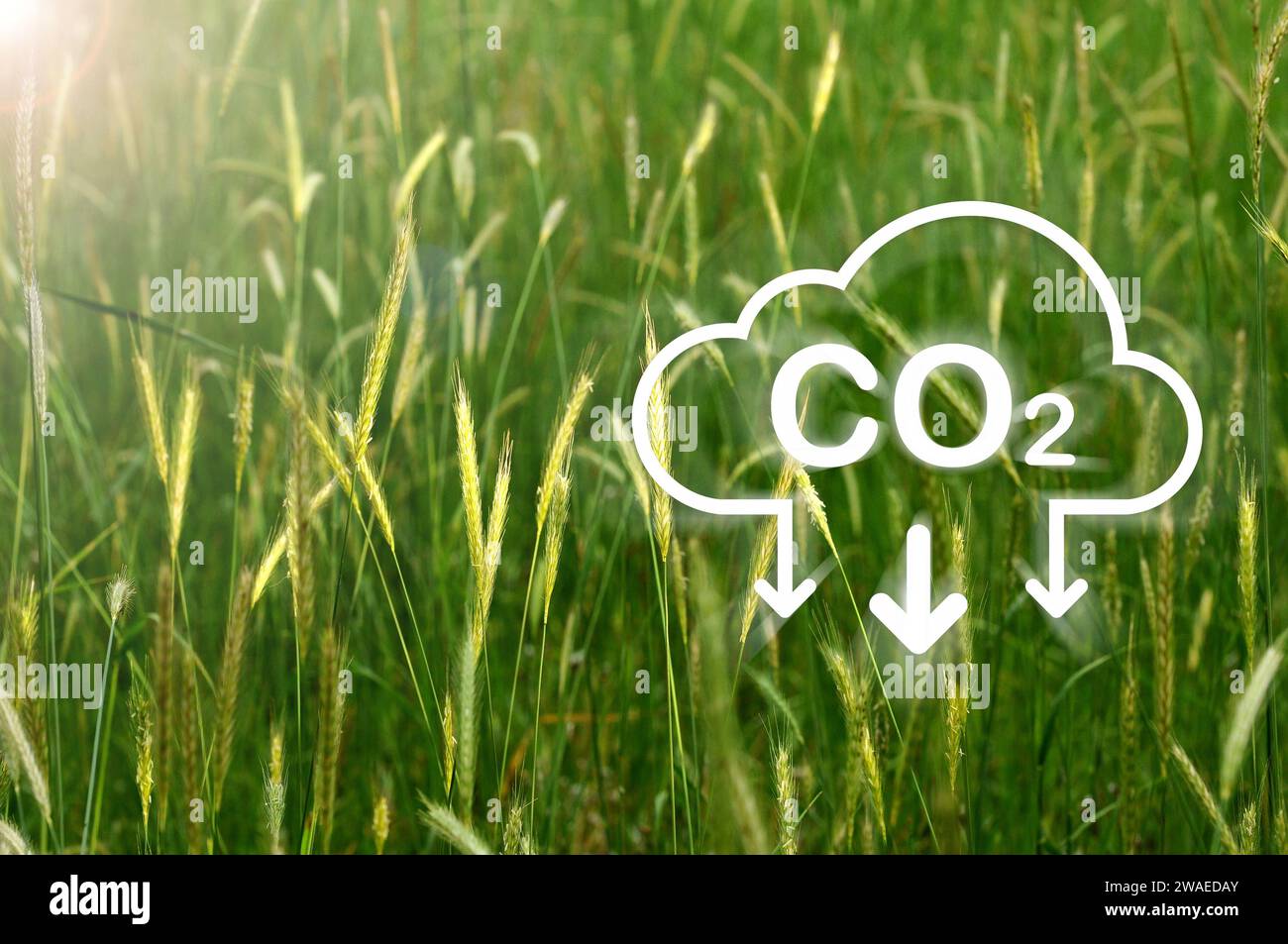 CO2 reduction icon on green wheat. CO2 reduction concept for ...