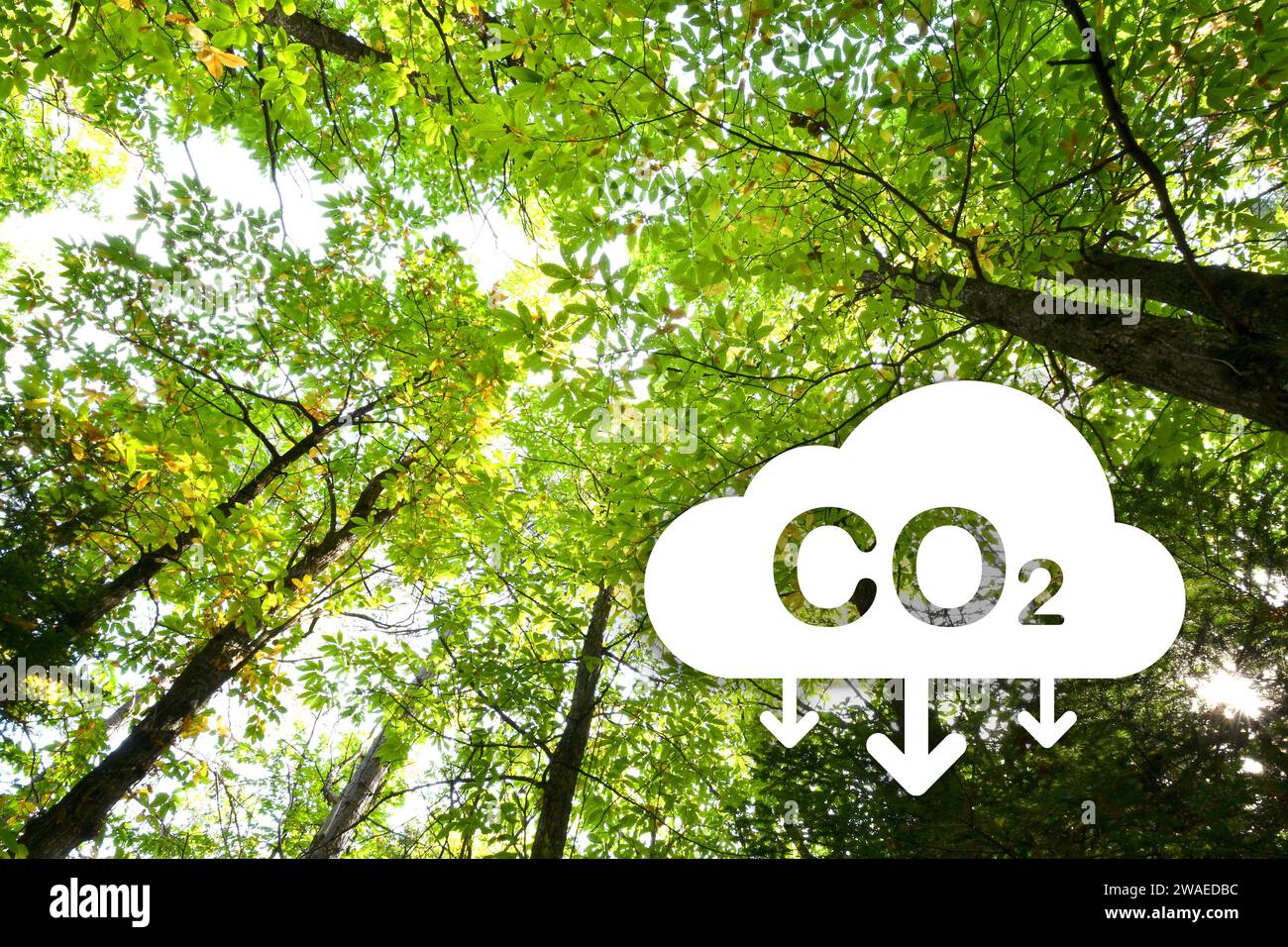 low angle view of a green forest with CO2 reduction icon. CO2 reduction ...