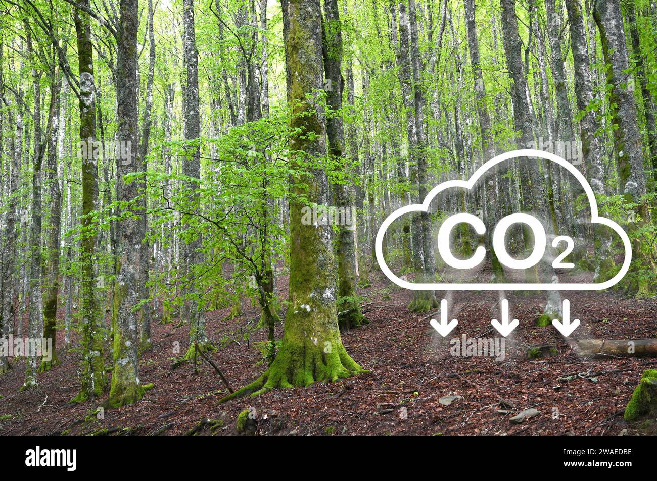 View of a green forest. Concept of CO2 reduction for the environment ...