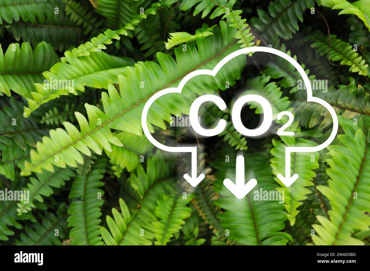 CO2 reduction icon on green fern leaves. CO2 reduction concept for ...
