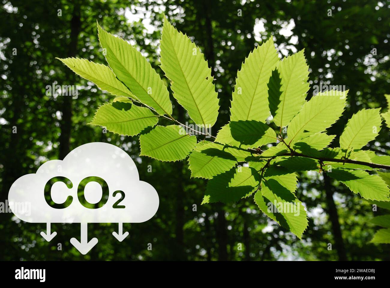 CO2 reducing icon and green leaves in a forest. Concept of CO2 ...