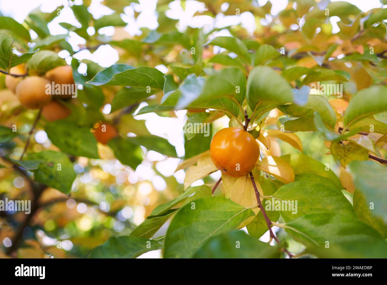 Orange persimmon among yellowing hi-res stock photography and images - Alamy