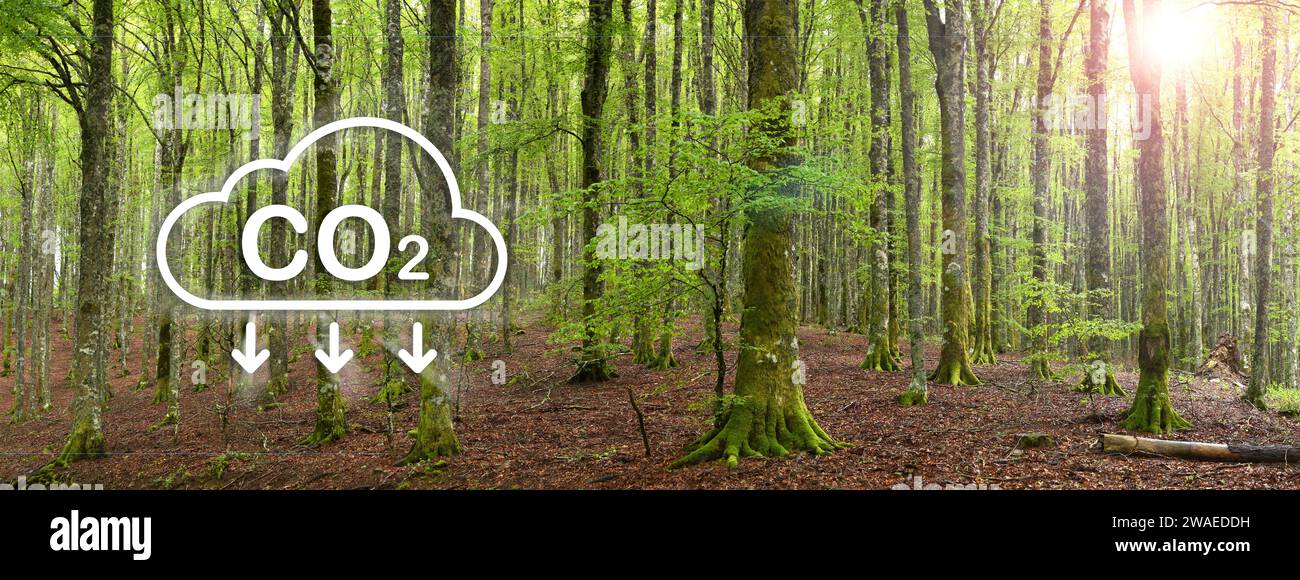 View of a green forest. Concept of CO2 reduction for the environment ...