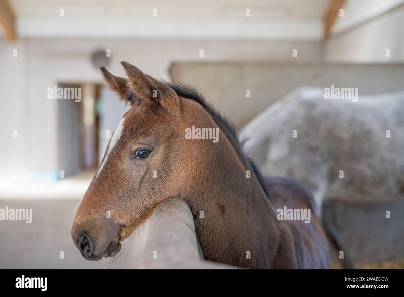 Half swedish hi-res stock photography and images - Alamy