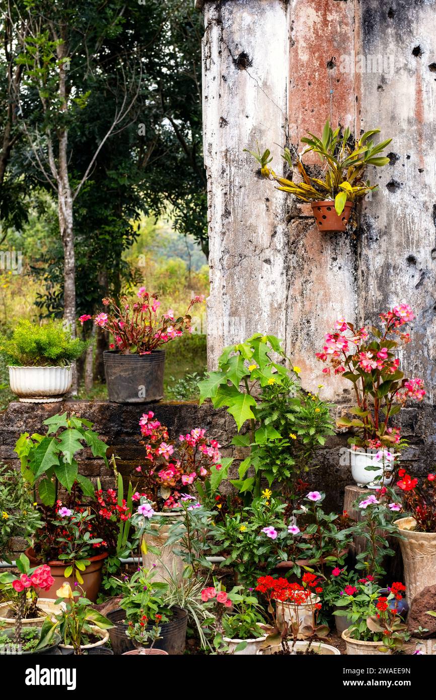 Growth of diverse plants hi-res stock photography and images - Alamy