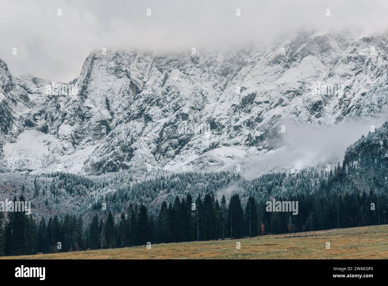 Winter landscape with snow covered trees under rocky mountain peaks shrouded in mist and clouds ...