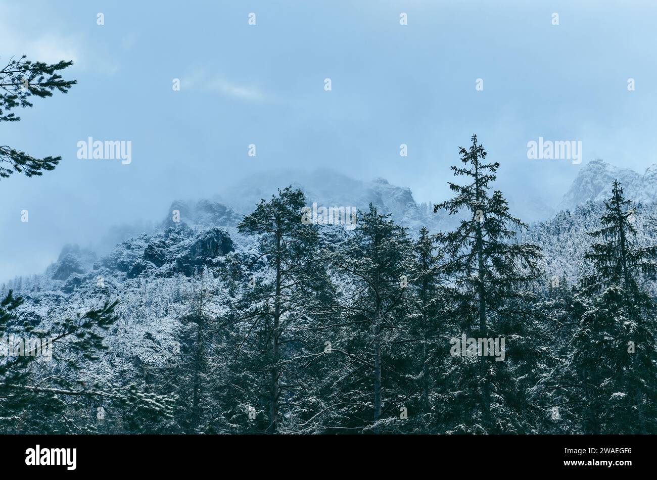 Winter landscape with snow covered trees under rocky mountain peaks shrouded in mist and clouds ...