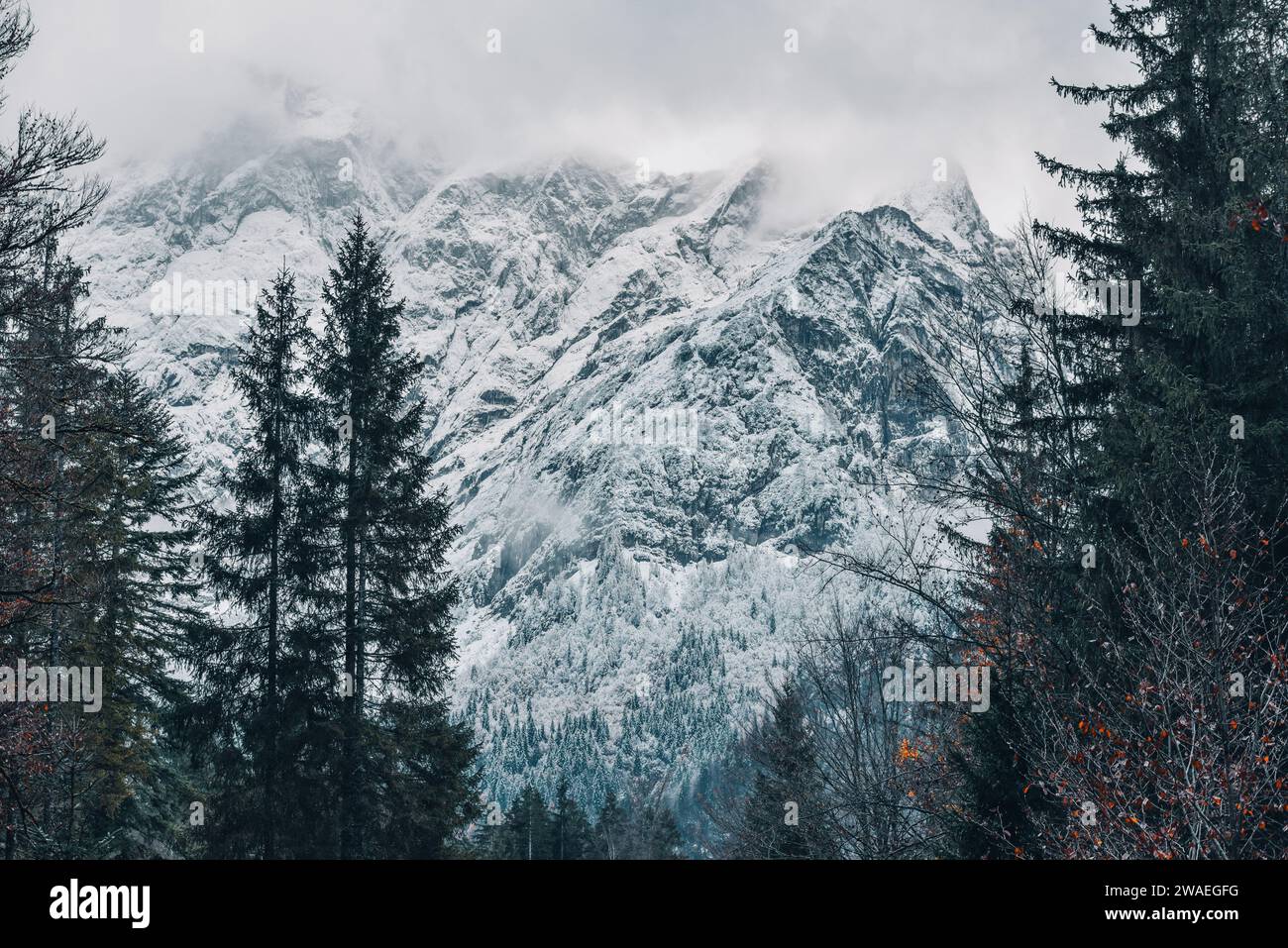Winter landscape with snow covered trees under rocky mountain peaks shrouded in mist and clouds ...