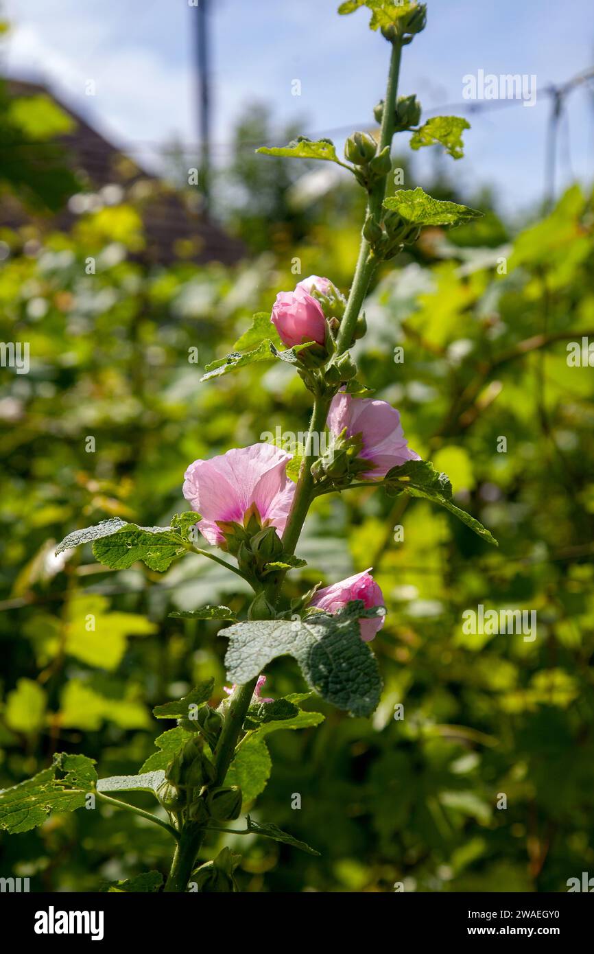 White-pink flowers of musk mallow or lavatera with a yellow center lit ...