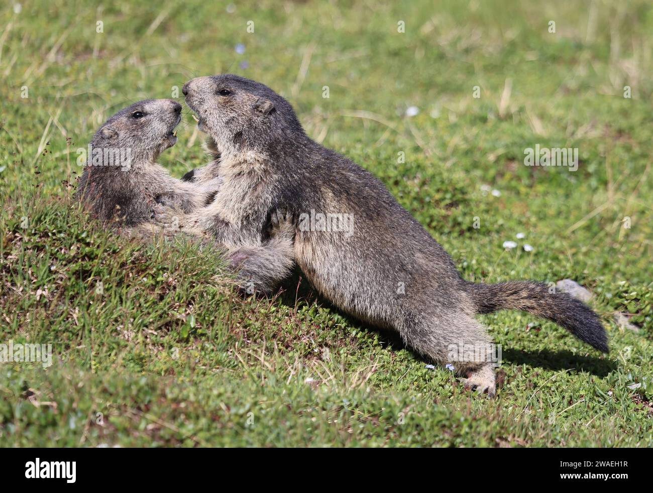 Two Alpine marmots engaged in combat Stock Photo - Alamy