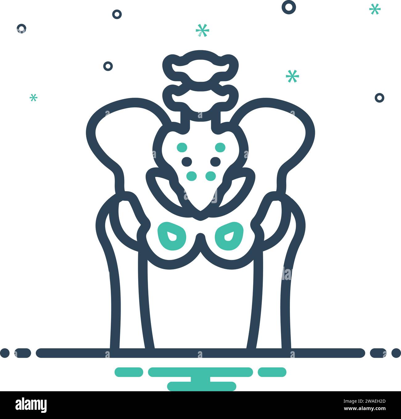 Hip and pelvis Stock Vector Images - Alamy