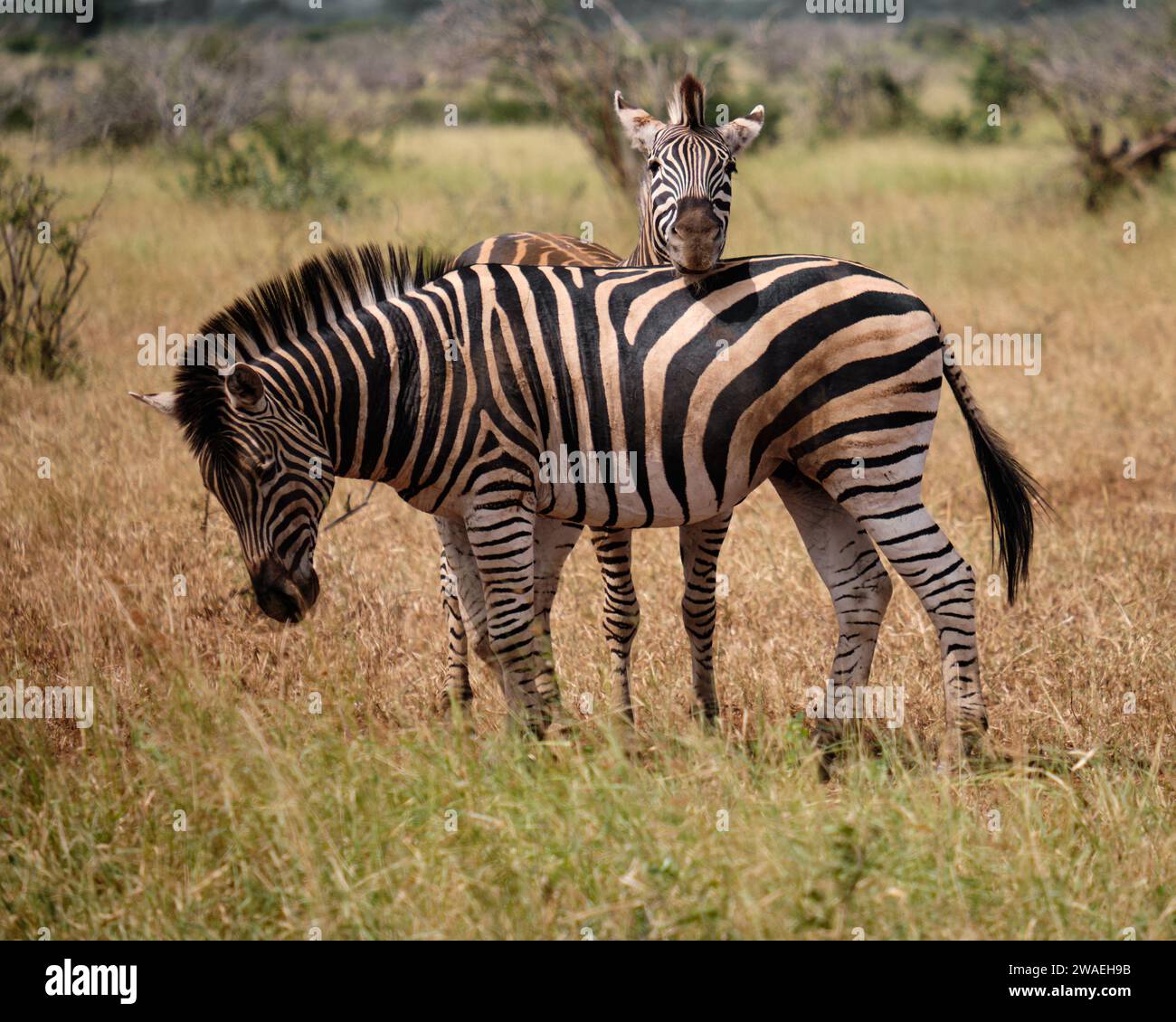 Pair Burchell Zebras, resting head and neck on back of other zebra ...