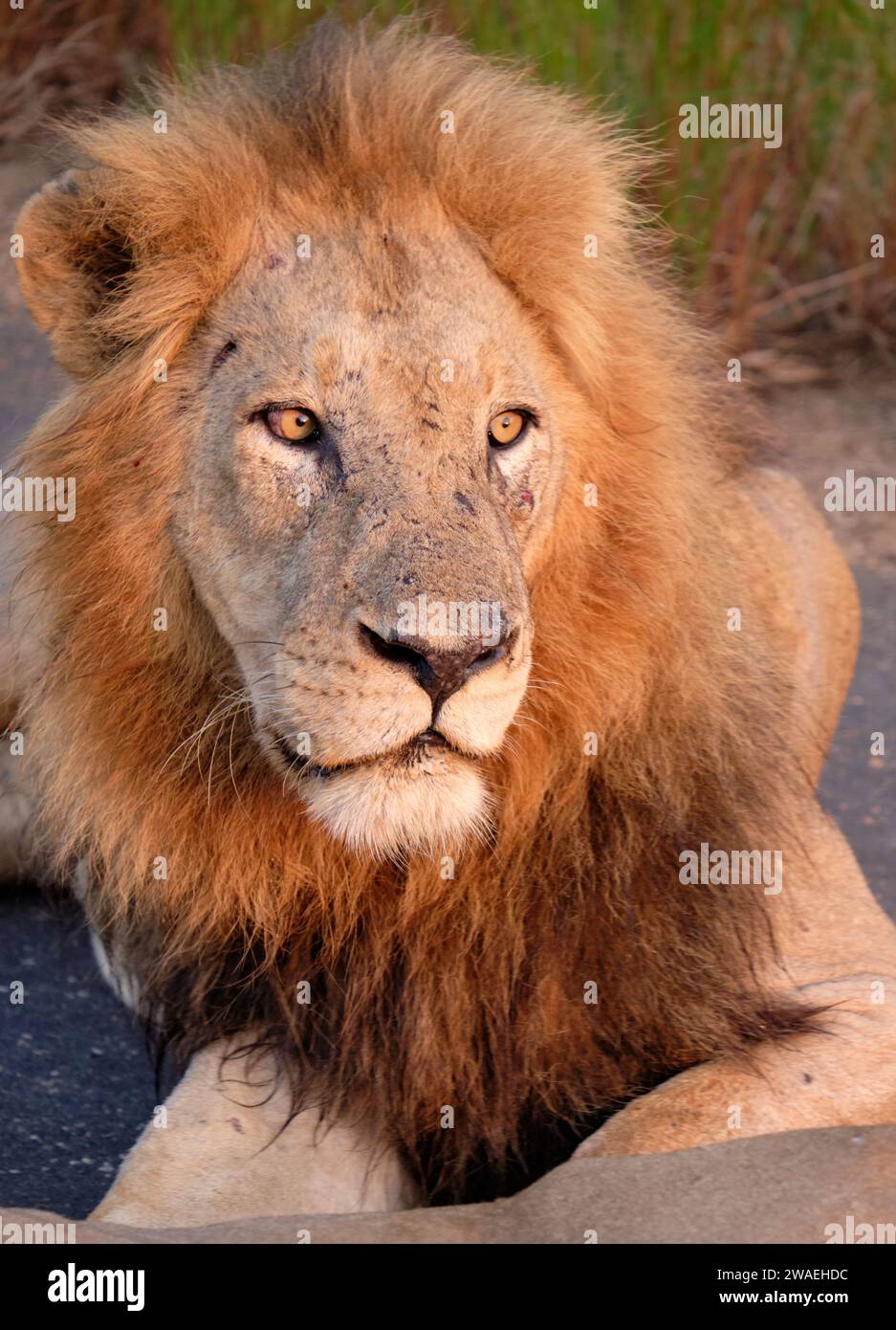Head shot of a male lion looking away. Animal has a small injury under ...