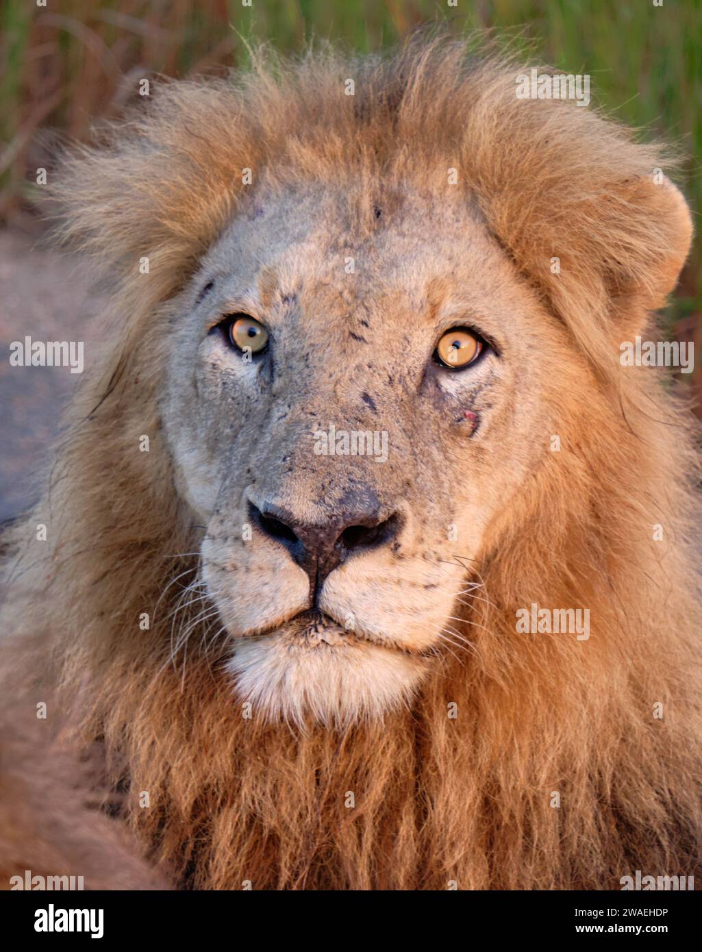 Head shot of a male lion looking straight at the camera. Animal has a ...