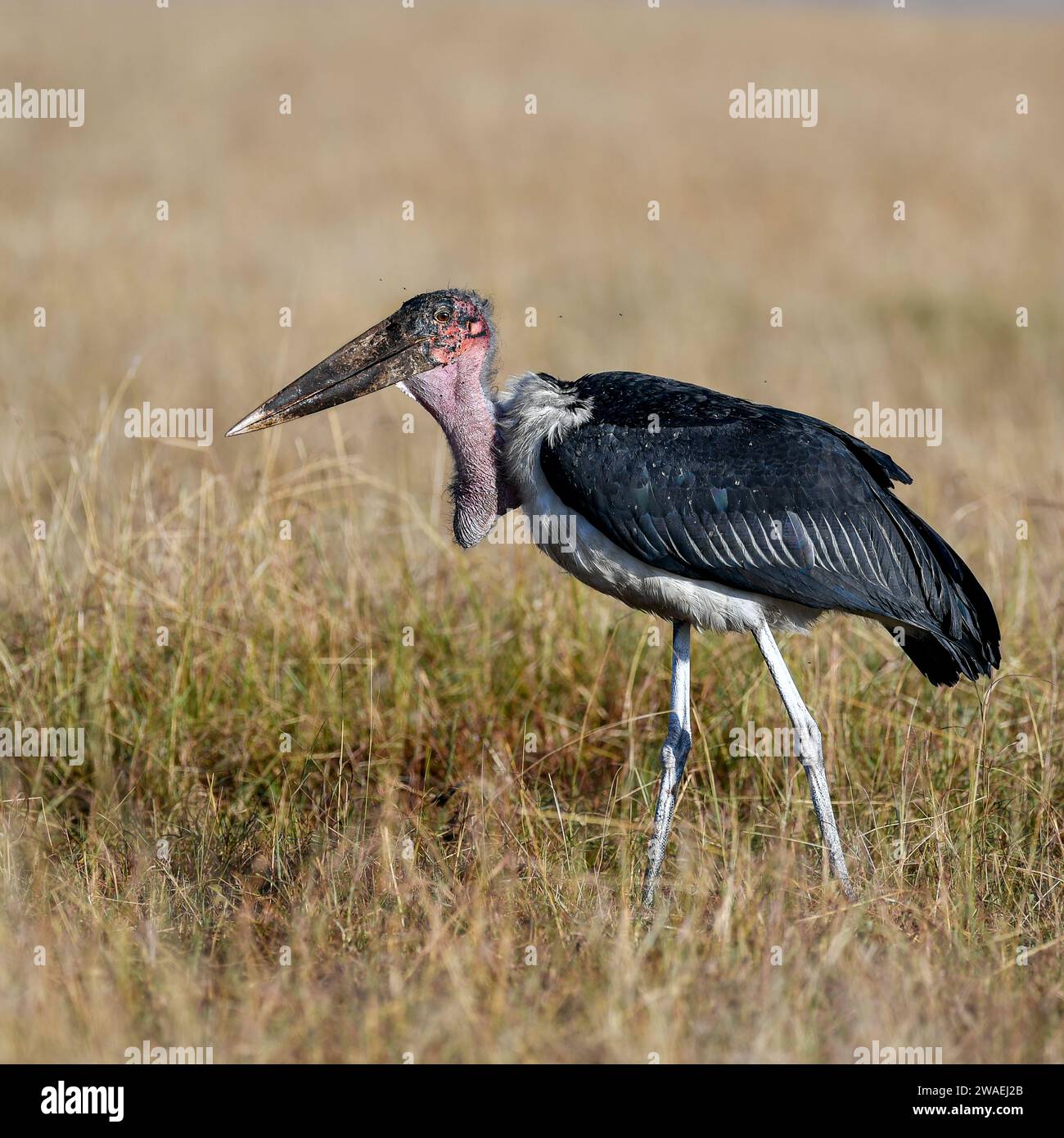 Black marabou feather hi-res stock photography and images - Alamy