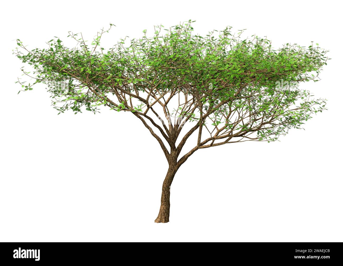 3D rendering of a green acacia tree isolated on white background Stock ...
