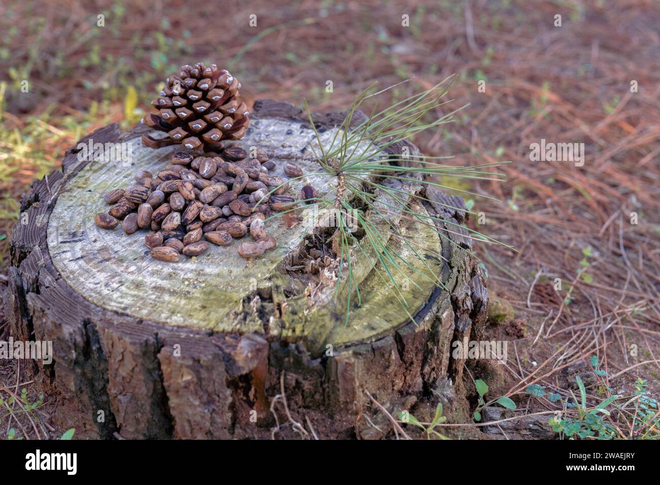 Pine nut forest hi-res stock photography and images - Alamy