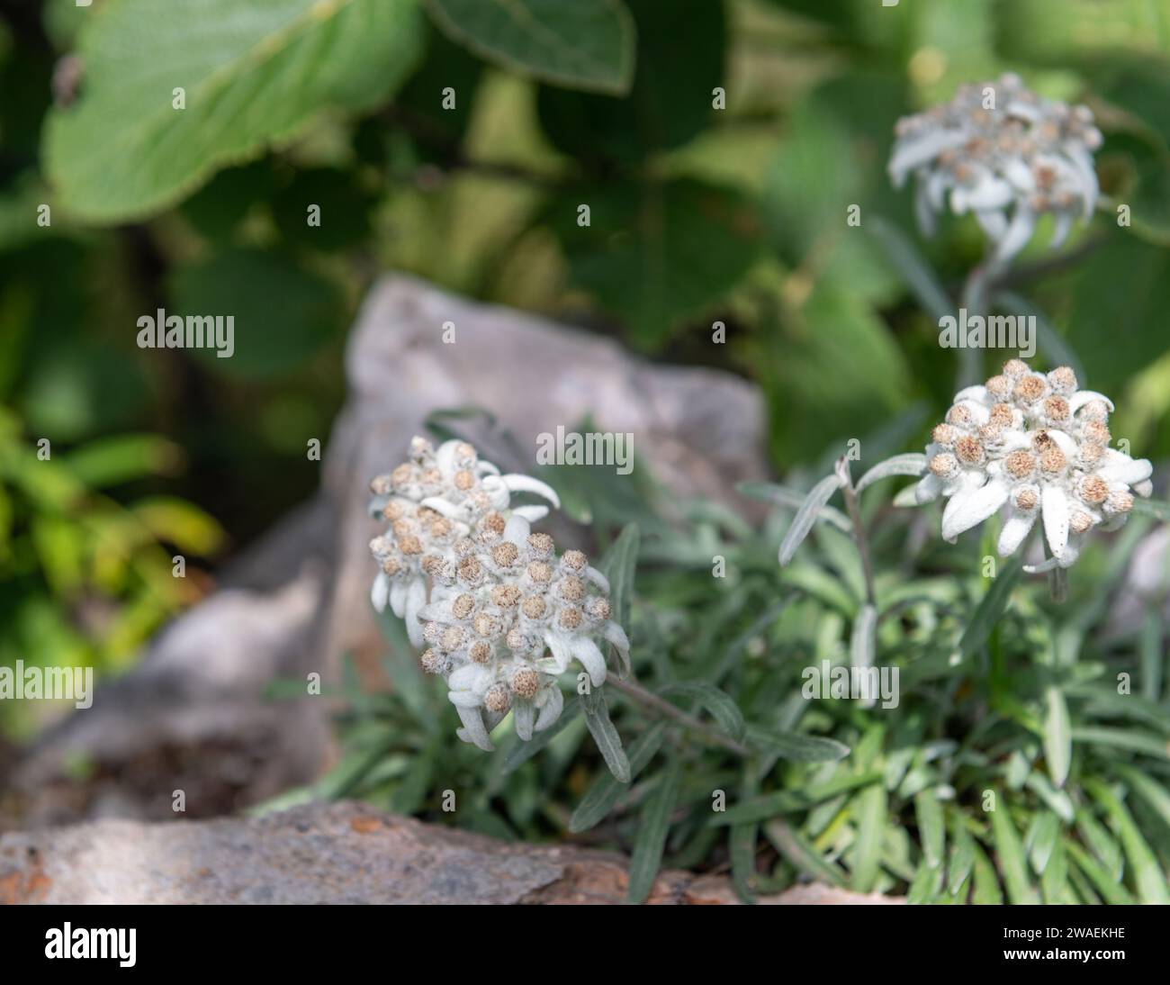 rare alpine flowers from Austria Stock Photo - Alamy