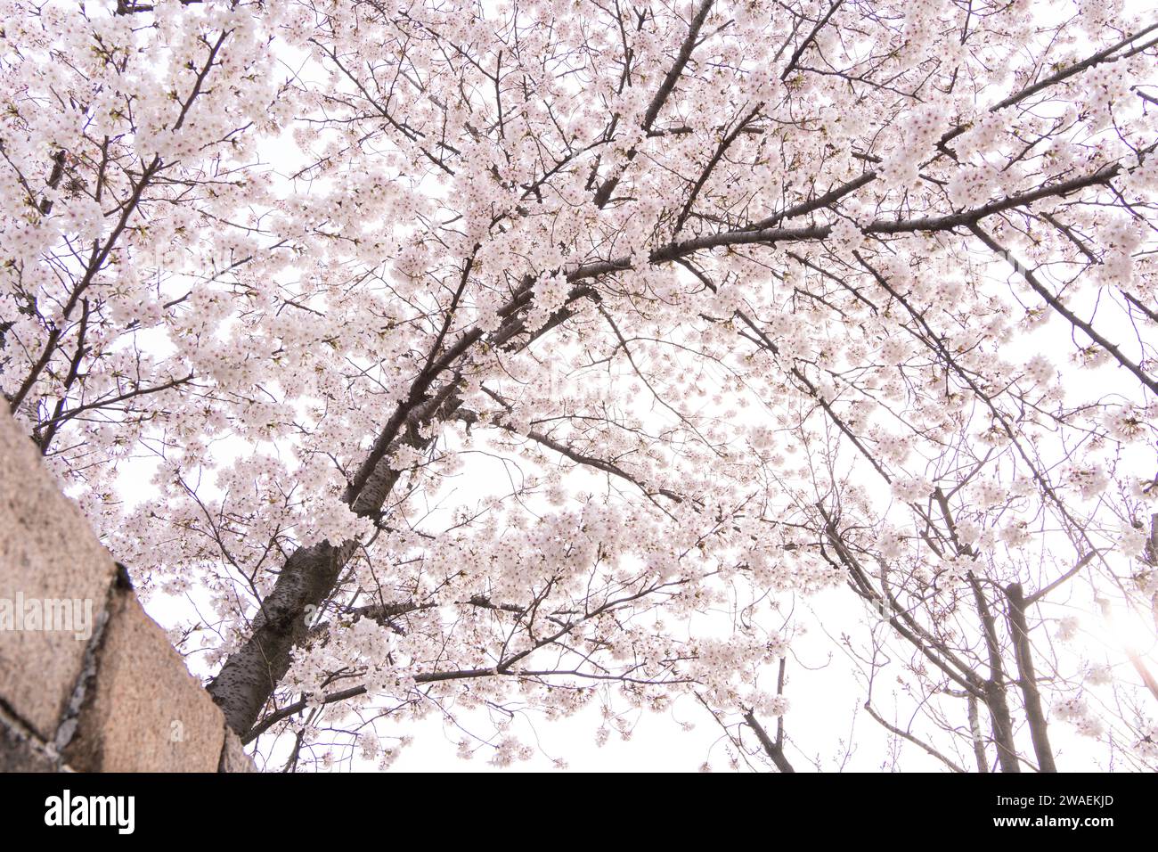 Cherry blossom trees in a sunny outdoor setting Stock Photo - Alamy