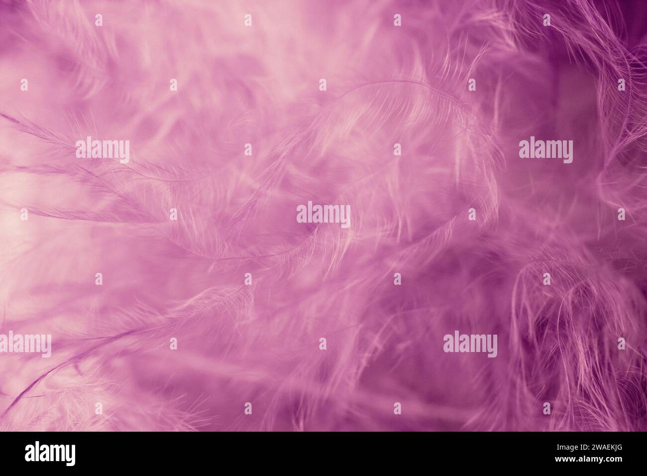 Wispy feathers hi-res stock photography and images - Alamy