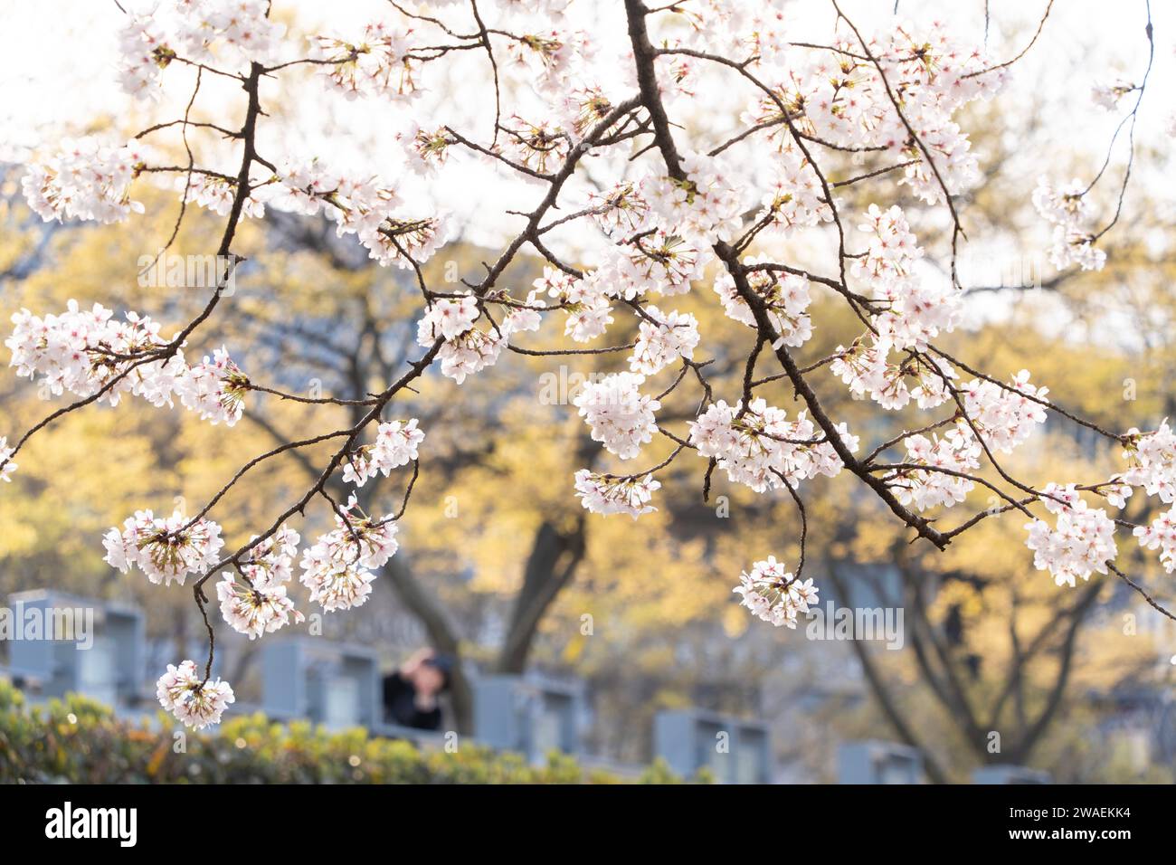 Sunny outdoor setting hi-res stock photography and images - Alamy