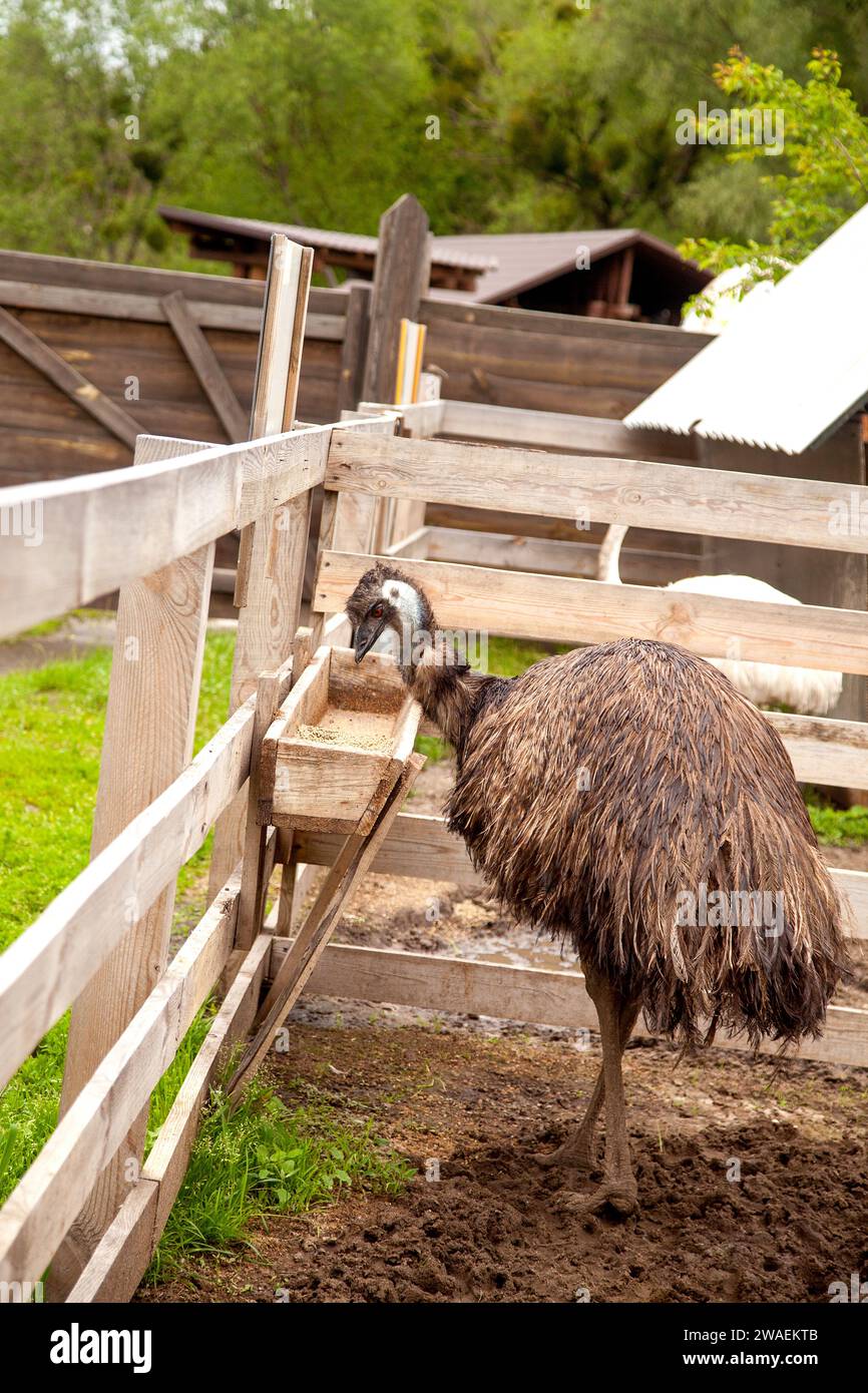 Australian ostrich emu known as Dromaius novaehollandiae is the second ...